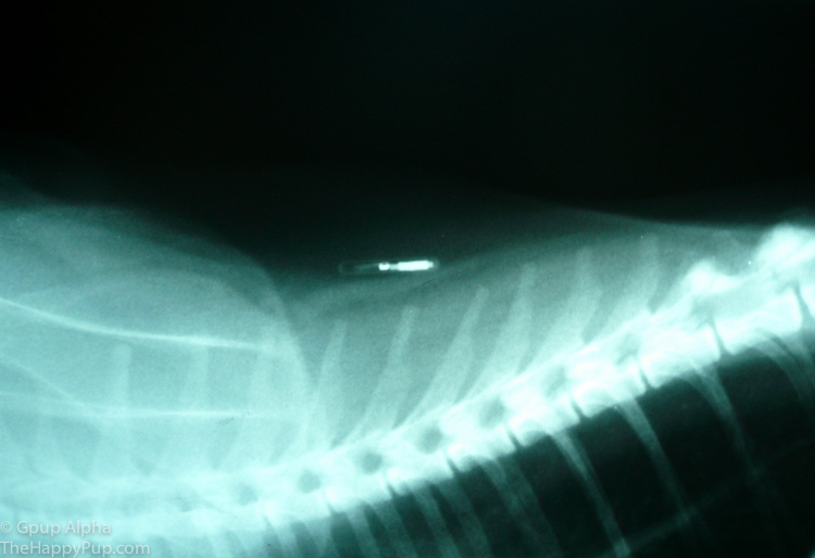 Seca Talks About Being A Microchipped Human Pup - The Happy Pup